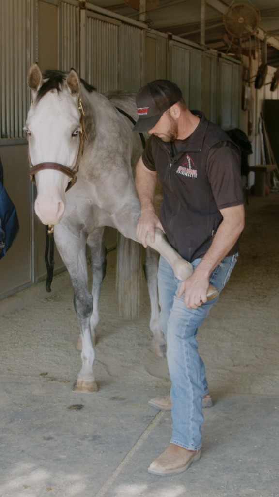 Dr. Mike Adney - Sport Horse Chiropractic
